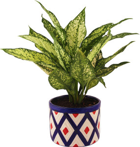 Leafy Tales Ceramic Rhombus Design Planter Blue Colour Set of 1 Plant ...
