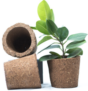 beyond milk Bio Pots | Made From Cow Dung,Leaf Powder,Geru & Joss ...