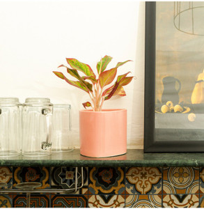 Kyari Peach Ceramic Triangular Pot Home Office Balcony Garden Indoor ...