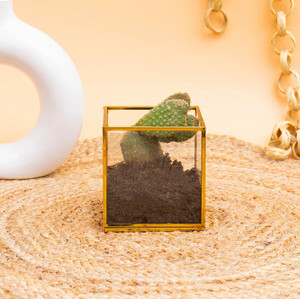 Kyari Symmetrical Classy Terrarium Pot Cubical Shape, Golden Framed Pot ...