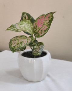 Gamla Haat Ceramic Planter with Selfwatering Pot for Indoor & Outdoor ...