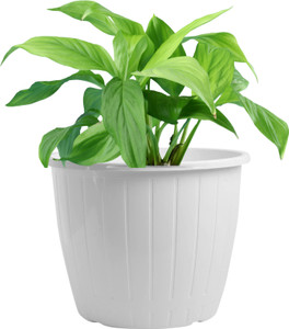 Muddstyles Plastic Dura Pot 14 inch Flower Pots for Home Office Garden ...