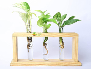 Pots & Plants Glass Tube Table Top Planter with Wooden Stand ( 3 Tubes ...