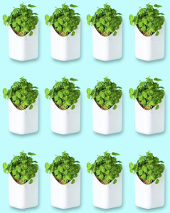Blume planters Prism Indoor and Outdoor Wall Hanging Planter -Pack of ...
