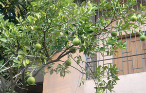 Green view Pomelo Plant Price in India - Buy Green view Pomelo Plant ...