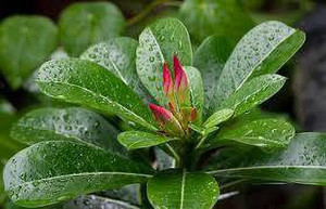 QUEEEN GULU Adenium Plant Price in India - Buy QUEEEN GULU Adenium ...