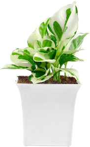 THEGREENTHUMB Pothos Plant Price in India - Buy THEGREENTHUMB Pothos ...