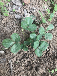 Hari Potter strawberry, Rosaceae, Hisalu, Jharbhari Seed Price in India ...