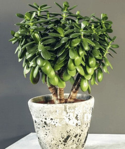 Cloud Farm Jade Plant Price in India - Buy Cloud Farm Jade Plant online ...