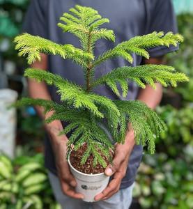 MISHKA ENTERPRISE Christmas Tree Plant Price in India - Buy MISHKA ...