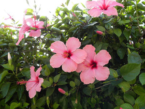 green paradise Jasmine Plant Price in India - Buy green paradise ...