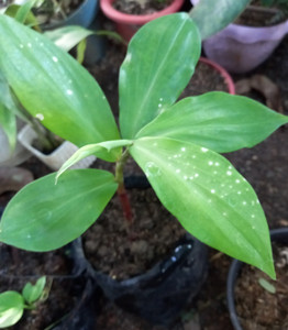 Cloud Farm Insulin Plant Price in India - Buy Cloud Farm Insulin Plant ...