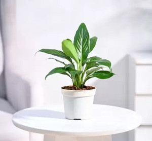 Leafyjoy Peace Lily Plant Price in India - Buy Leafyjoy Peace Lily ...