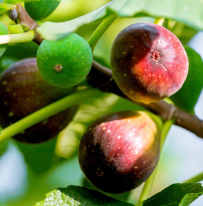 EliteGreen Gular/Cluster Fig Plant Price in India - Buy EliteGreen ...