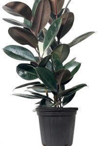 SARKAR PLANT HOUSE Rubber Tree Price in India - Buy SARKAR PLANT HOUSE ...