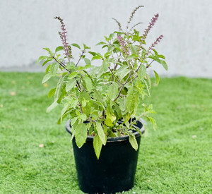 R Star Garden Tulsi Plant Price in India - Buy R Star Garden Tulsi ...