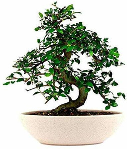 Mohomaya Ficus Bonsai Plant Price in India - Buy Mohomaya Ficus Bonsai ...