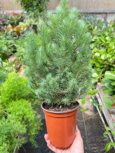 himalyan pine Tree Silver Pine Plant Price in India - Buy himalyan pine ...