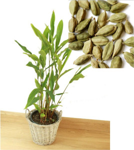 TotalGarden Elaichi/Cardamom Plant Price in India - Buy TotalGarden ...