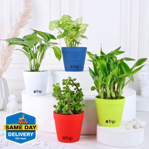 FNP Money Plant Price in India - Buy FNP Money Plant online at Flipkart.com