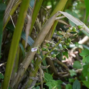 Cloud Farm Elaichi/Cardamom Plant Price in India - Buy Cloud Farm ...