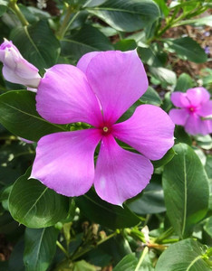 buddingbeauty Sadabahar Plant Price in India - Buy buddingbeauty ...