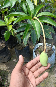 Krishna Thai Mango Plant Mango Plant Price in India - Buy Krishna Thai ...