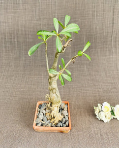 Hari Potter Adenium Plant Price in India - Buy Hari Potter Adenium ...
