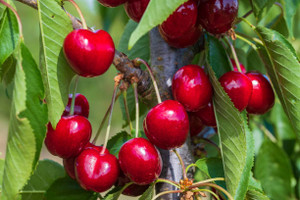 LEAF FLOW Cherry Fruit Plant Price in India - Buy LEAF FLOW Cherry ...