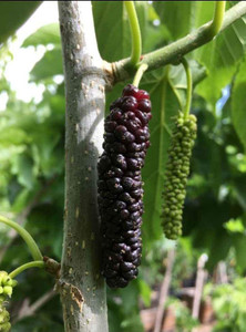 Exotic Plant Hub Brazilian Shahtoot/Mulberry Plant Price in India - Buy ...