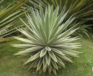 Mauritius hemp Tall Water Hemp Plant Price in India - Buy Mauritius ...