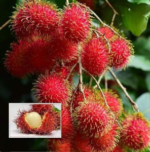 Exotic Plant Hub Dwarf Ornamental Cabbage Plant Price in India - Buy ...