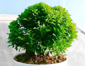 Greenearth Kamini Murraya Paniculata Plant Price in India - Buy ...