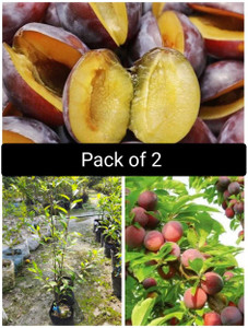 Cloud Farm Aloo Bukhara/Plum Plant Price in India - Buy Cloud Farm Aloo ...