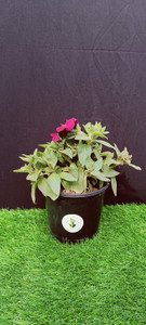 Hari Potter Haworthia Truncata Green Rose Price in India - Buy Hari ...