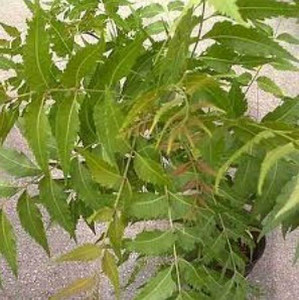 Green view Neem Plant Price in India - Buy Green view Neem Plant online ...