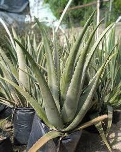 Cloud Farm Aloe Vera Plant Price in India - Buy Cloud Farm Aloe Vera ...