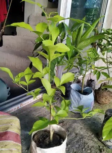 Cloud Farm Bel Plant Price in India - Buy Cloud Farm Bel Plant online ...