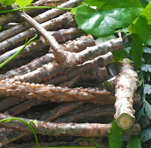 VibeX Giloy Plant Price in India - Buy VibeX Giloy Plant online at ...