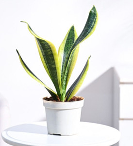 LivePlant Snake Plant Price in India - Buy LivePlant Snake Plant online ...