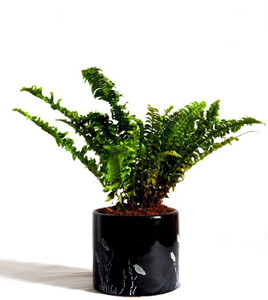 Earth Angels Fern Plant Price in India - Buy Earth Angels Fern Plant ...