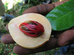 Cloud Farm ZZ Plant Price in India - Buy Cloud Farm ZZ Plant online at ...