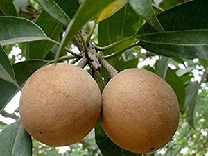 Cloud Farm Chiku Plant Price in India - Buy Cloud Farm Chiku Plant ...