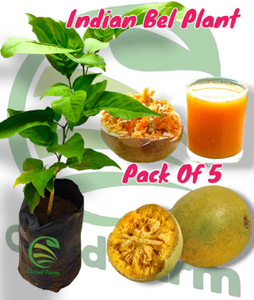 Cloud Farm Bel Plant Price in India - Buy Cloud Farm Bel Plant online ...