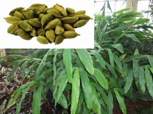 Green Tree Mart Elaichi/Cardamom Plant Price in India - Buy Green Tree ...