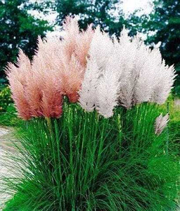 pampas Piper Peperomia Plant Price in India - Buy pampas Piper ...