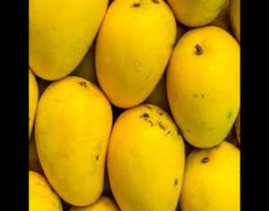 Cloud Farm Mango Plant Price in India - Buy Cloud Farm Mango Plant ...