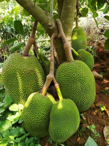Phanas Jackfruit Plant Price in India - Buy Phanas Jackfruit Plant ...