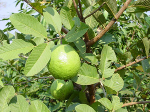 Cloud Farm Guava Plant Price in India - Buy Cloud Farm Guava Plant ...