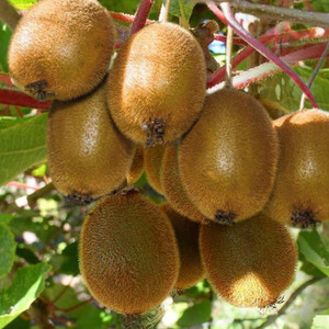 Cloud Farm Kiwi Plant Price in India - Buy Cloud Farm Kiwi Plant online ...